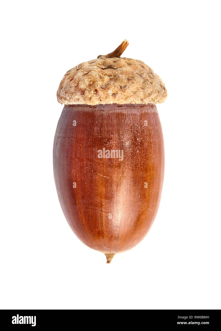 Acorn on white background Stock Photo - Alamy