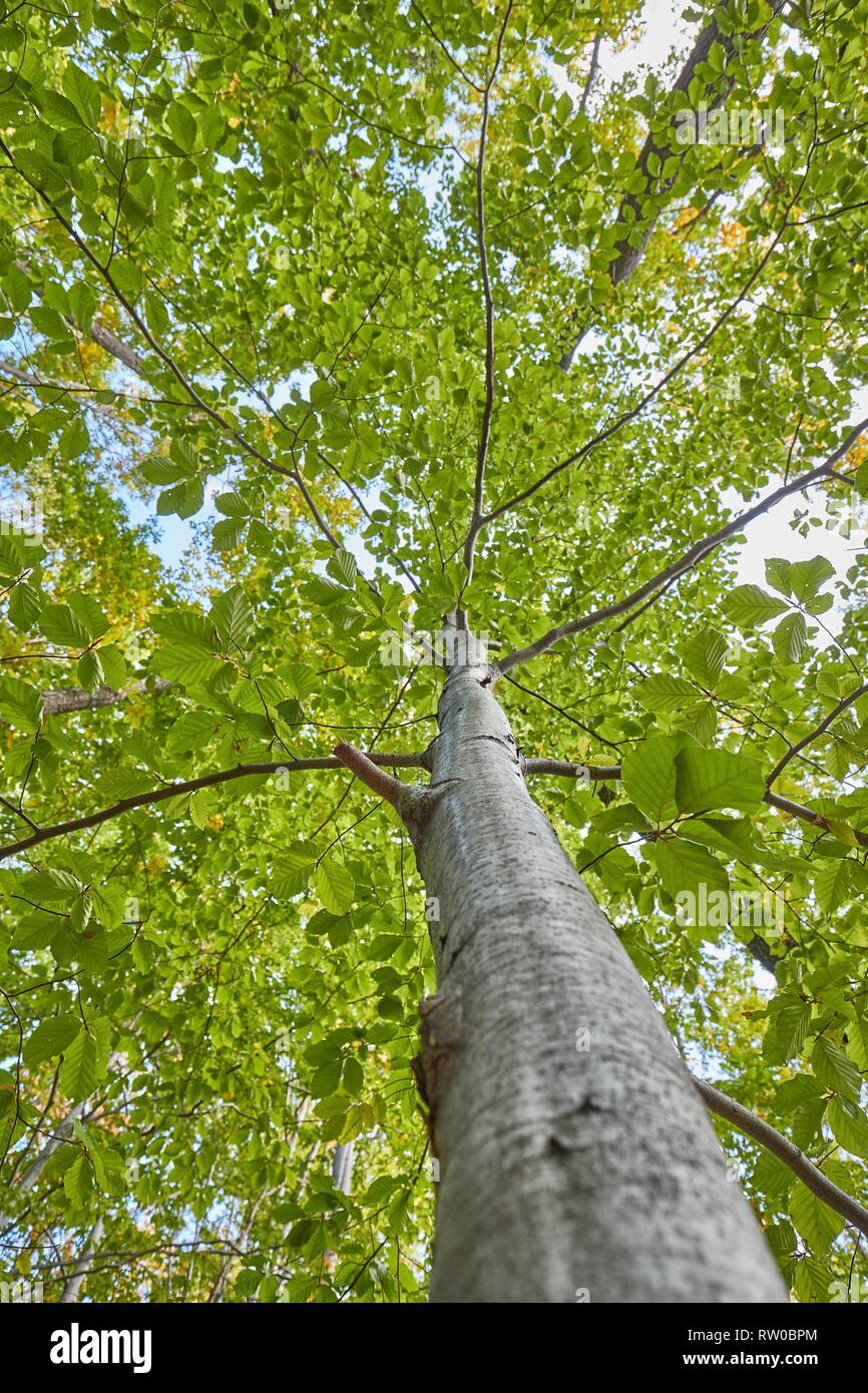 Spring Green Leaves Stock Photo - Alamy
