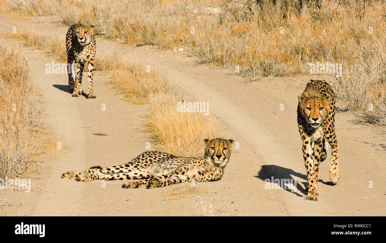 Cheetah walking on road hi-res stock photography and images - Alamy