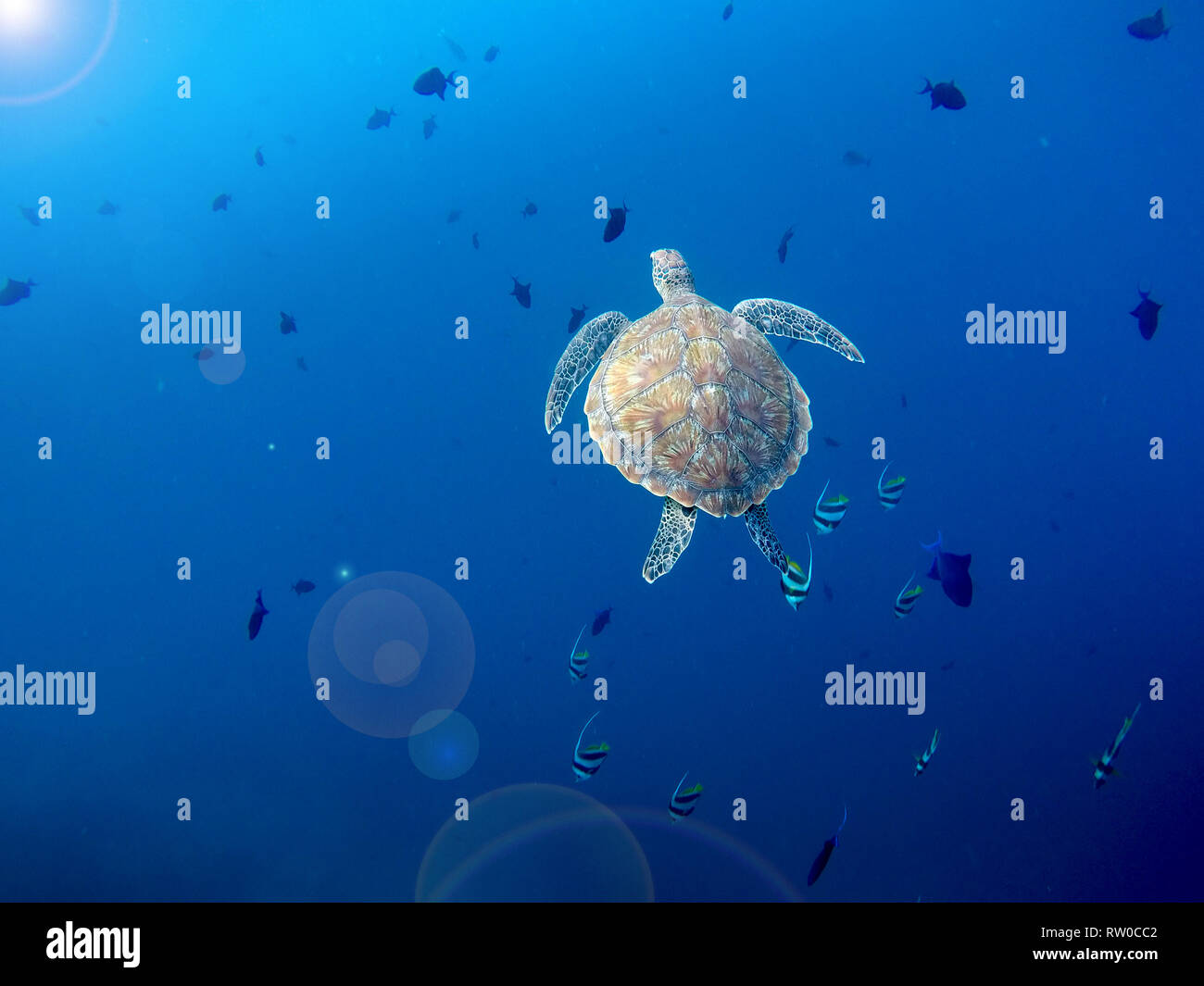 Big wild sea turtle swimming up to get air in the blue Indian ocean ...