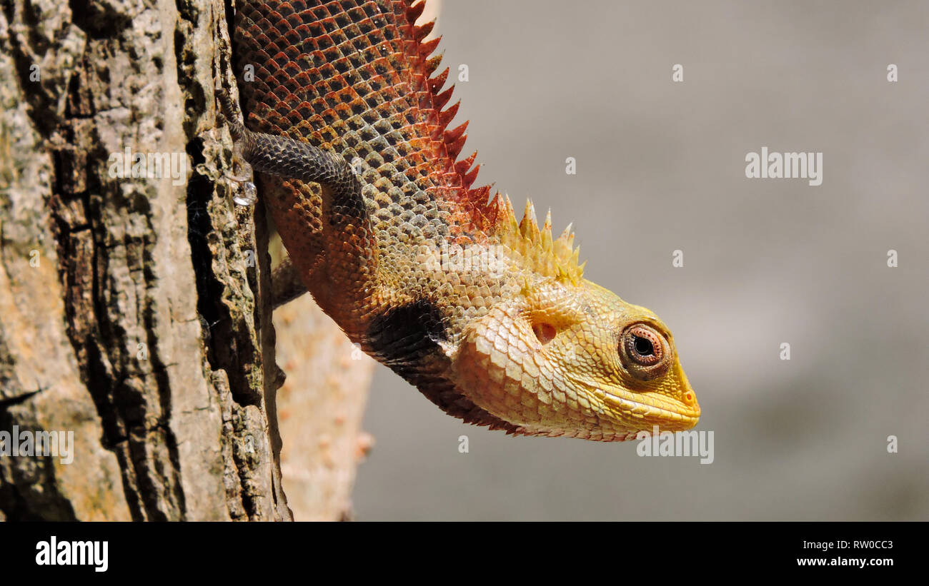 Colorful exotic lizard with sharp spikes in the back hunting flies on ...