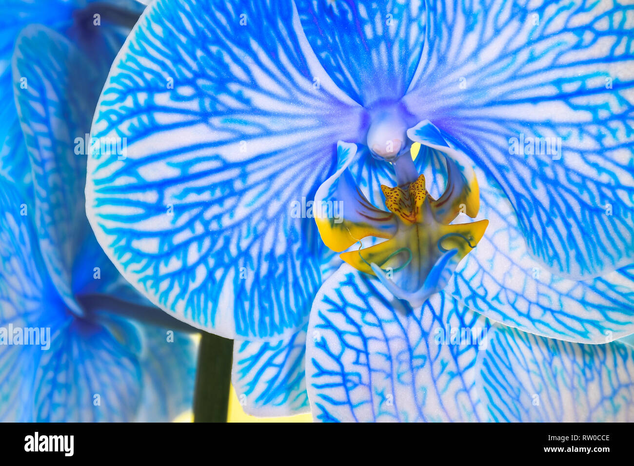 Beautiful blue colored orchid flower with nice blue veins pattern and ...