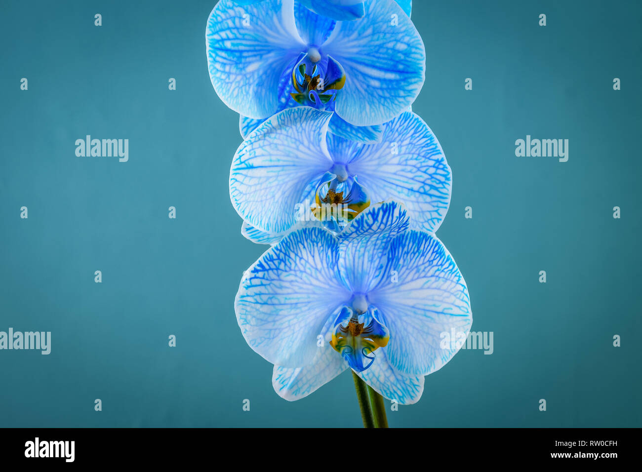 Beautiful blue colored orchid flower with nice blue veins pattern and ...