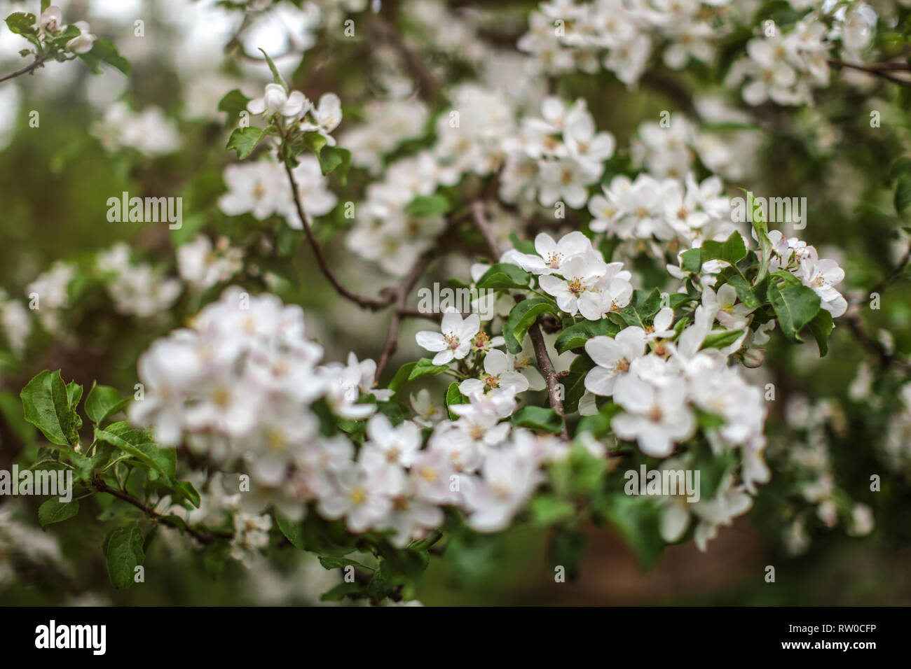 Garden apple tree summer shade hi-res stock photography and images - Alamy