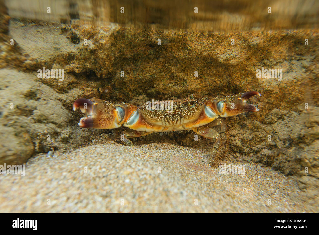 Underwater photo - warty crab (Eriphia verrucosa) hiding under rock in ...