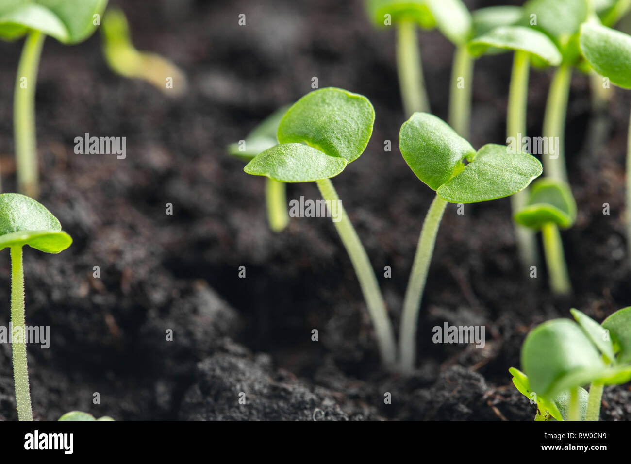 Close-up basil sprouts have sprouted in the ground Stock Photo - Alamy