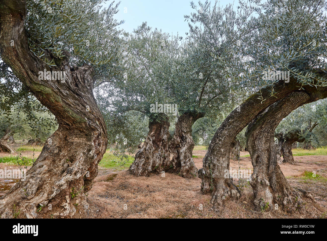 Olive tree fields in Andalusia. Spanish agricultural harvest landscape ...