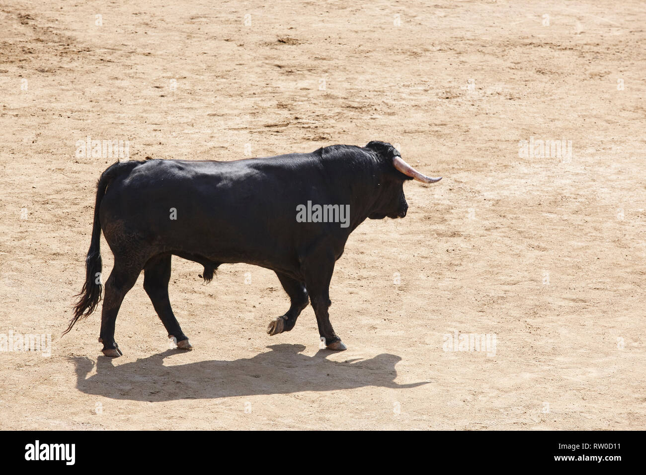 Fighting bull in the arena. Bullring. Toro bravo. Spain. Horizontal ...