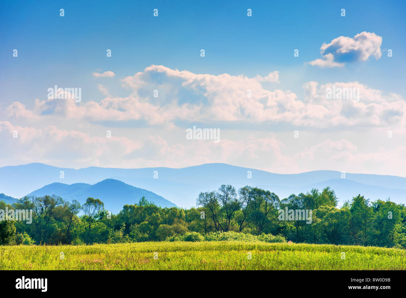 beautiful sunny day in mountainous countryside. row of trees behind the ...