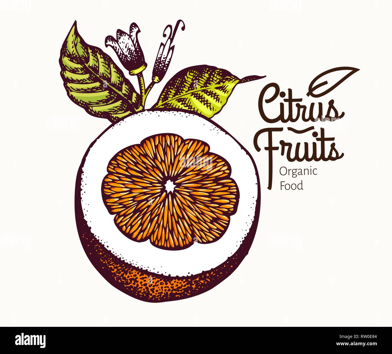Cur orange illustration. Hand drawn vector fruit illustration. Engraved ...
