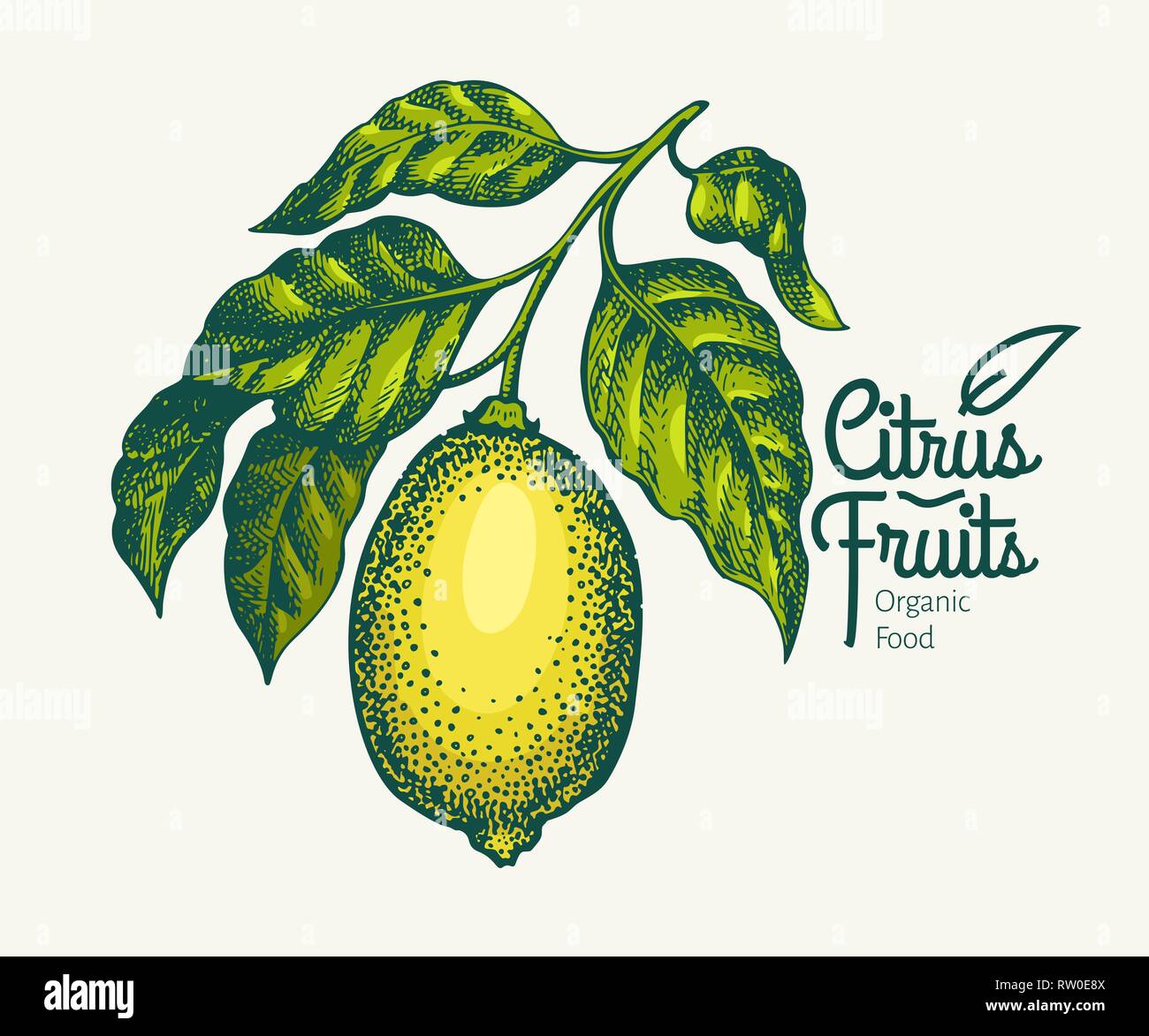 Lemon branch illustration. Hand drawn vector fruit illustration. Engraved style. Retro citrus ...