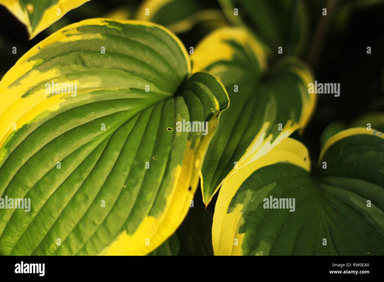 Environment friendly texture hi-res stock photography and images - Alamy