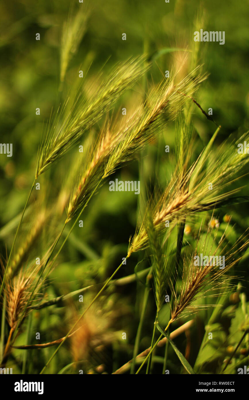 Selective focus beautiful golden hi-res stock photography and images ...