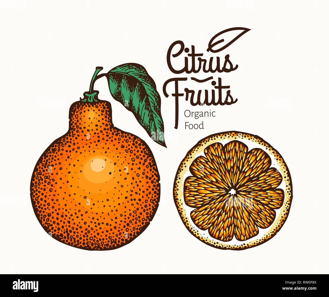 Tangelo fruit Stock Vector Images - Alamy