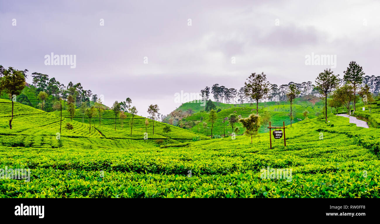 Sri lanka kandy tea estate hi-res stock photography and images - Alamy