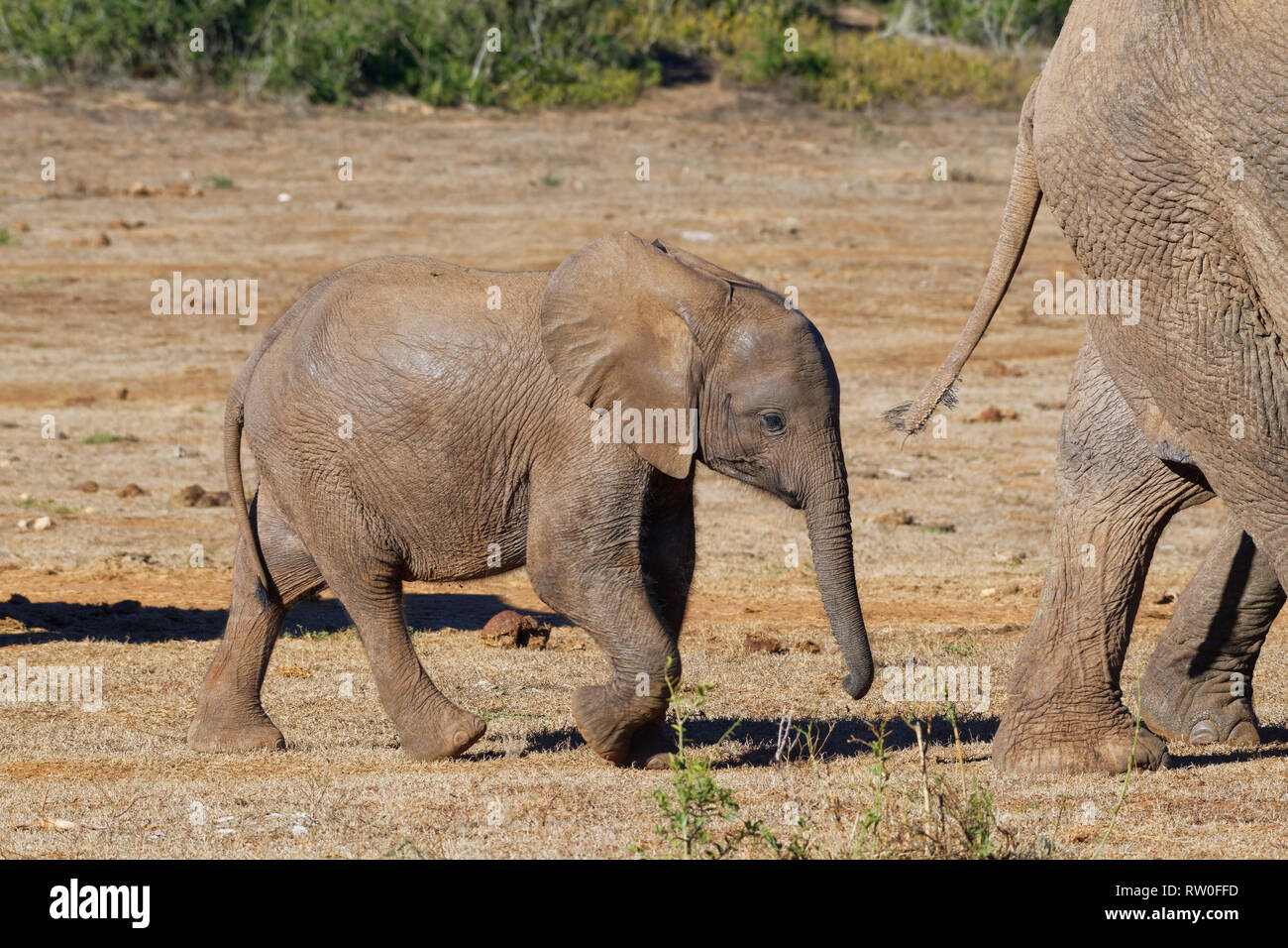 African bush elephants (Loxodonta africana), elephant calf walking ...