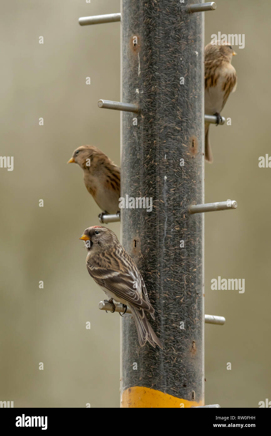Group of Redpolls feeding on Niger seed bird feeders at a Norfolk bird ...