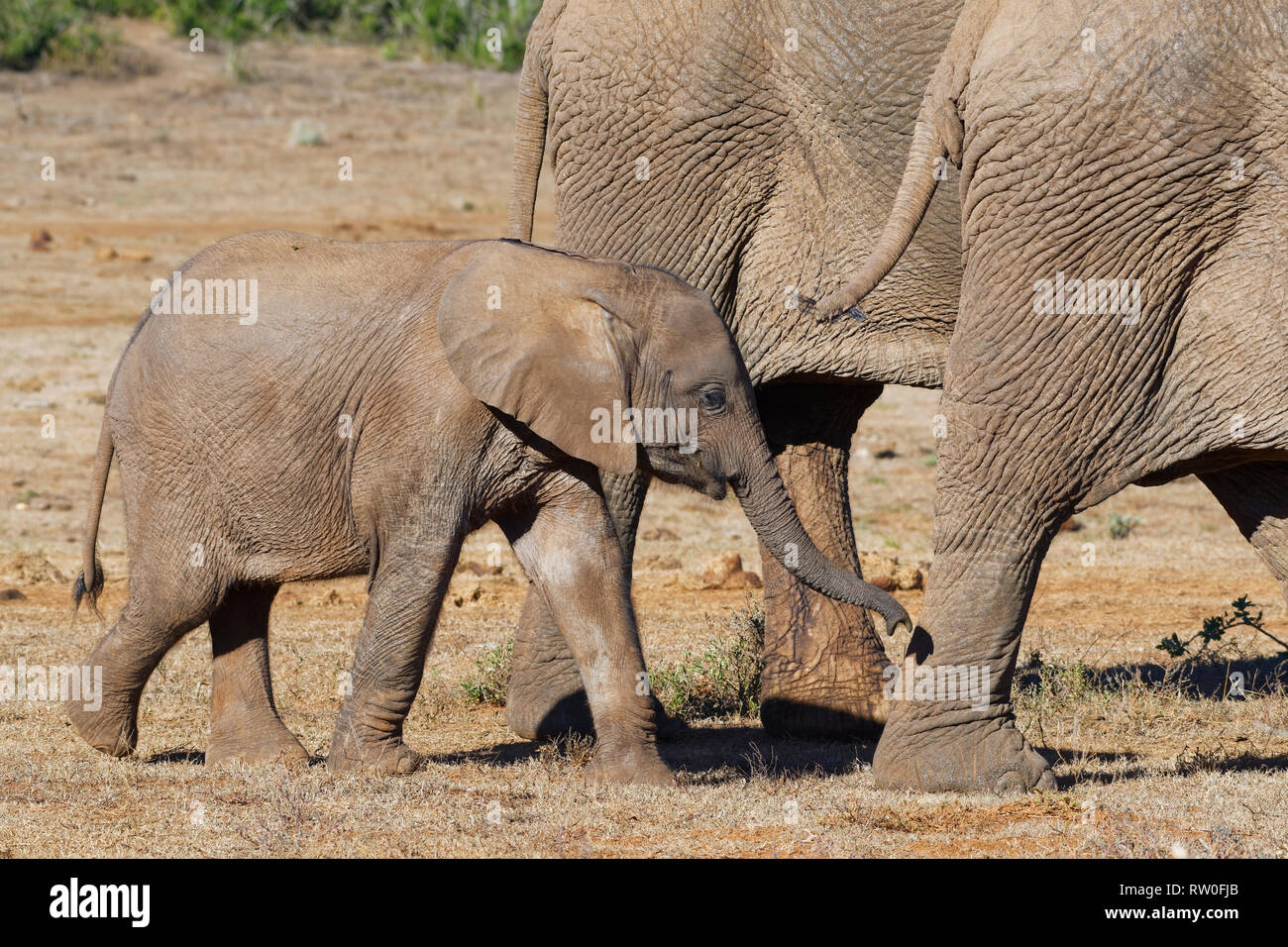 African bush elephants (Loxodonta africana), elephant calf walking ...