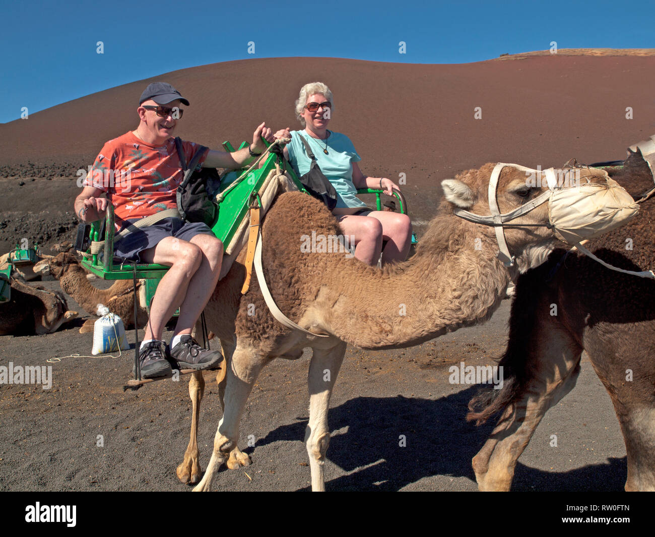 Camel riding in Lanzarote Stock Photo - Alamy