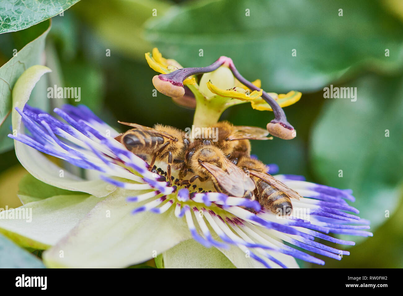 four bees on common passion flower, macro color photo of passiflora ...