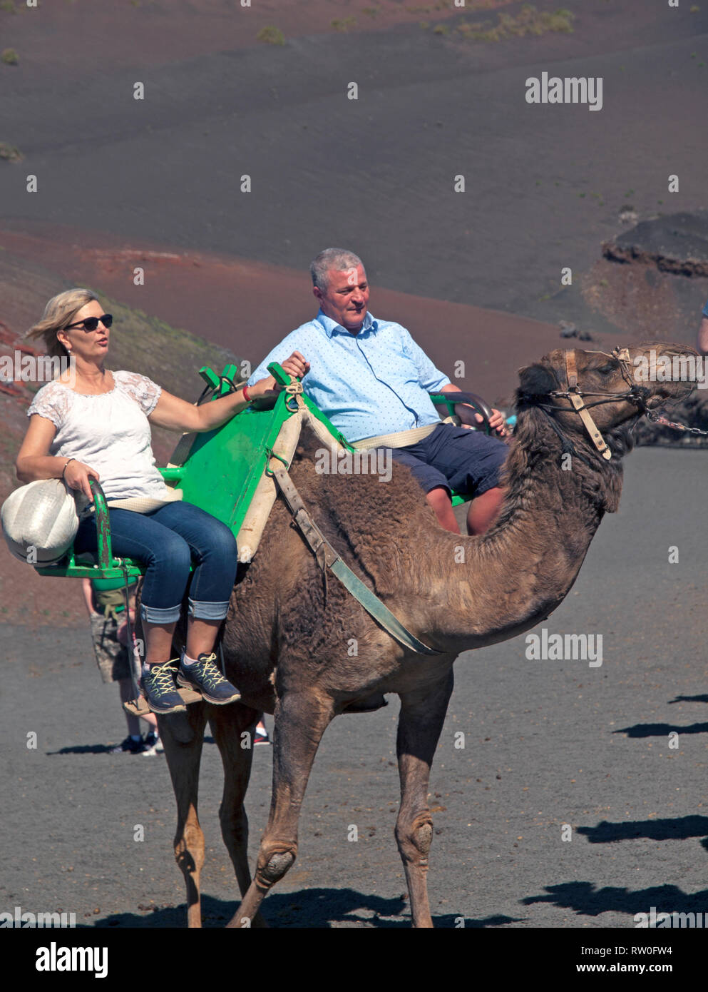 Camel riding in Lanzarote Stock Photo - Alamy