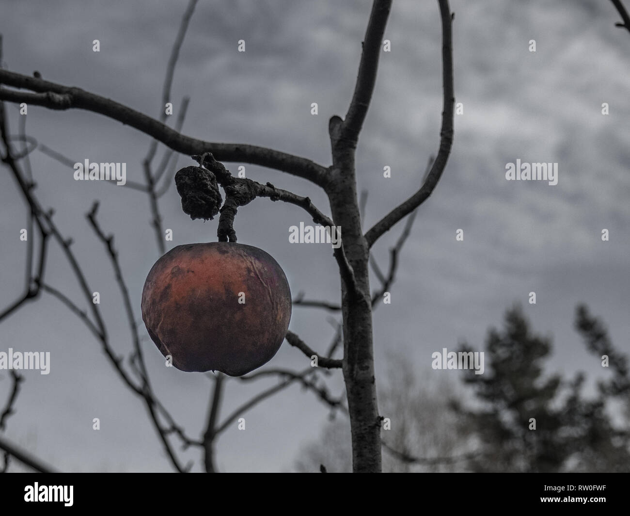 Rotting apple branch hi-res stock photography and images - Alamy