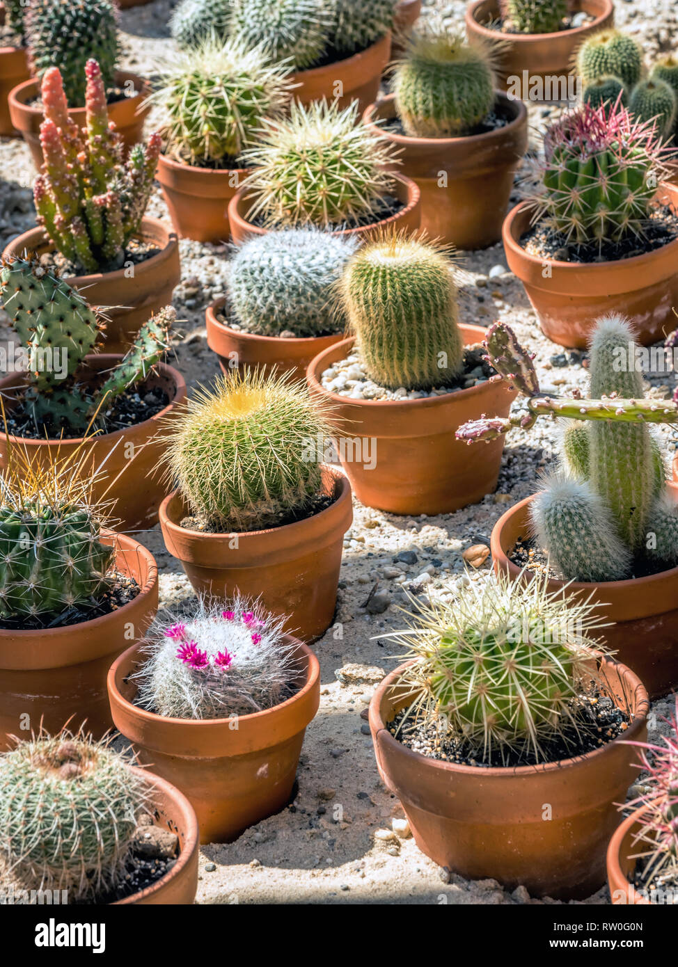 Potted cactus hi-res stock photography and images - Alamy