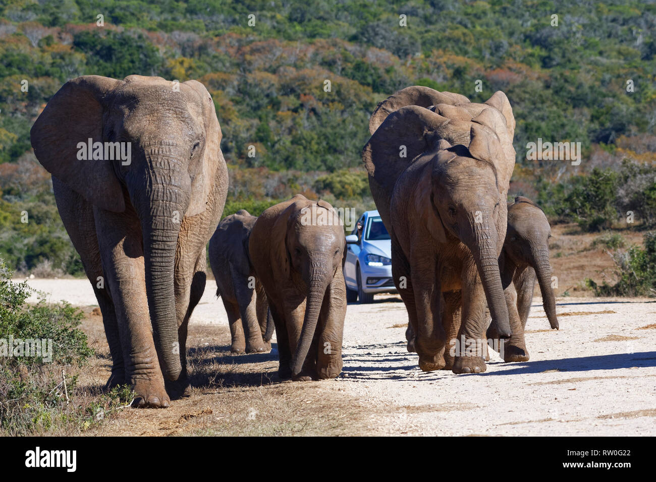 Photographing elephant from safari car hi-res stock photography and ...