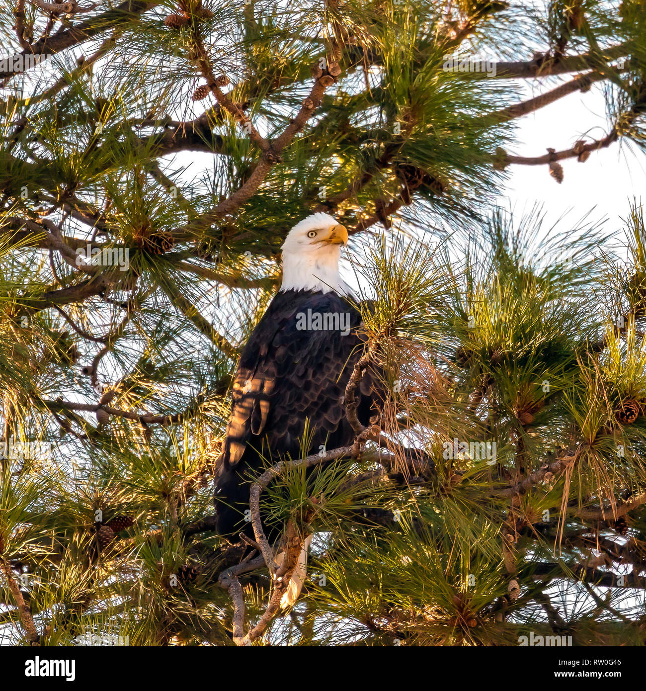Eagle sitting in pine tree hi-res stock photography and images - Alamy