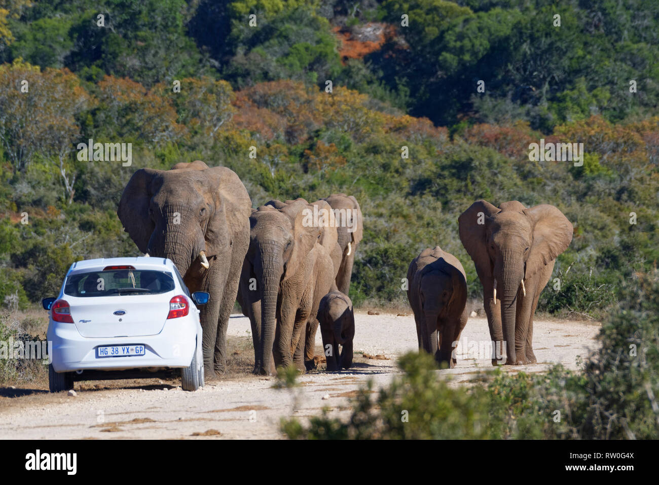 African bush elephants (Loxodonta africana), herd with calves walking ...