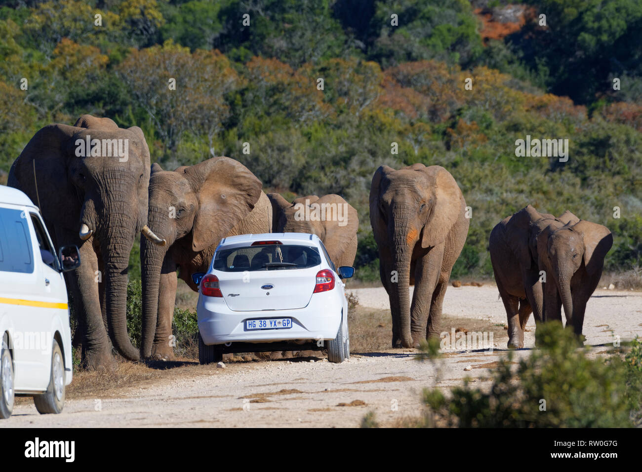 Herd of elephants on roadside hi-res stock photography and images - Alamy