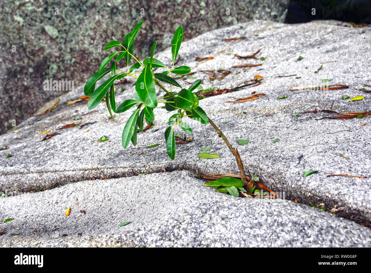 A small young tree growing through the grey stone Stock Photo - Alamy