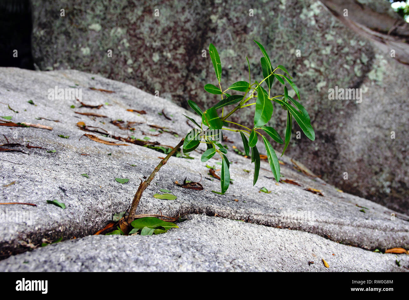 A small young tree growing through the grey stone Stock Photo - Alamy