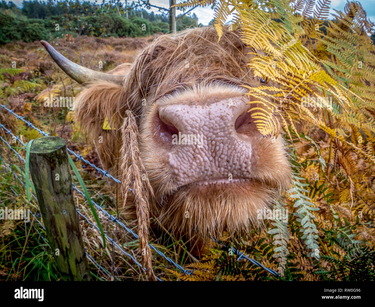 Cow leaning over a fence Stock Photo - Alamy