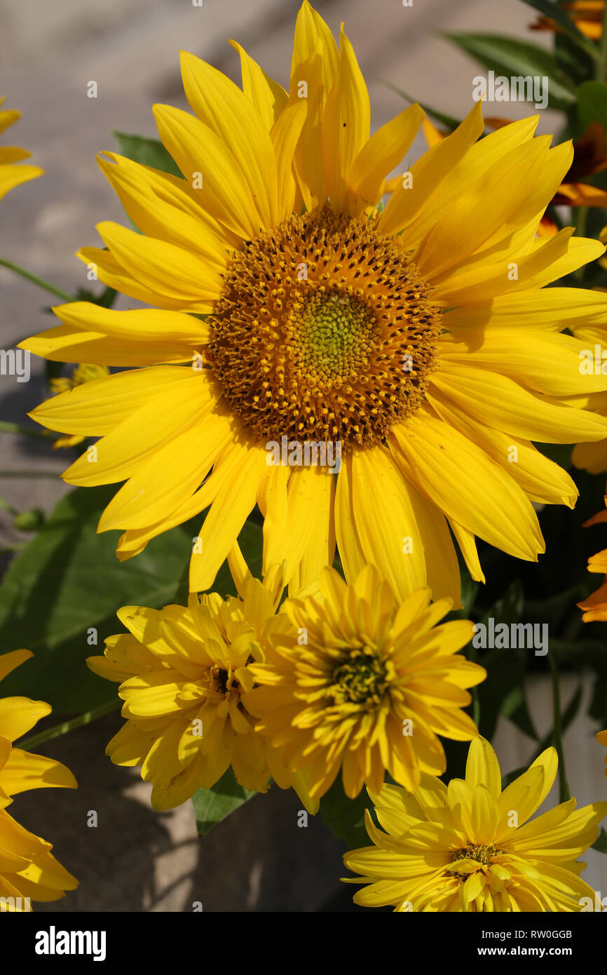 the beautiful bouquet from sunflowers, hydrangeas and chrysanthemums ...