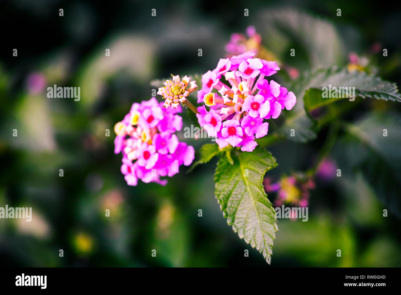 Pink lantana flowering. Close up Stock Photo - Alamy