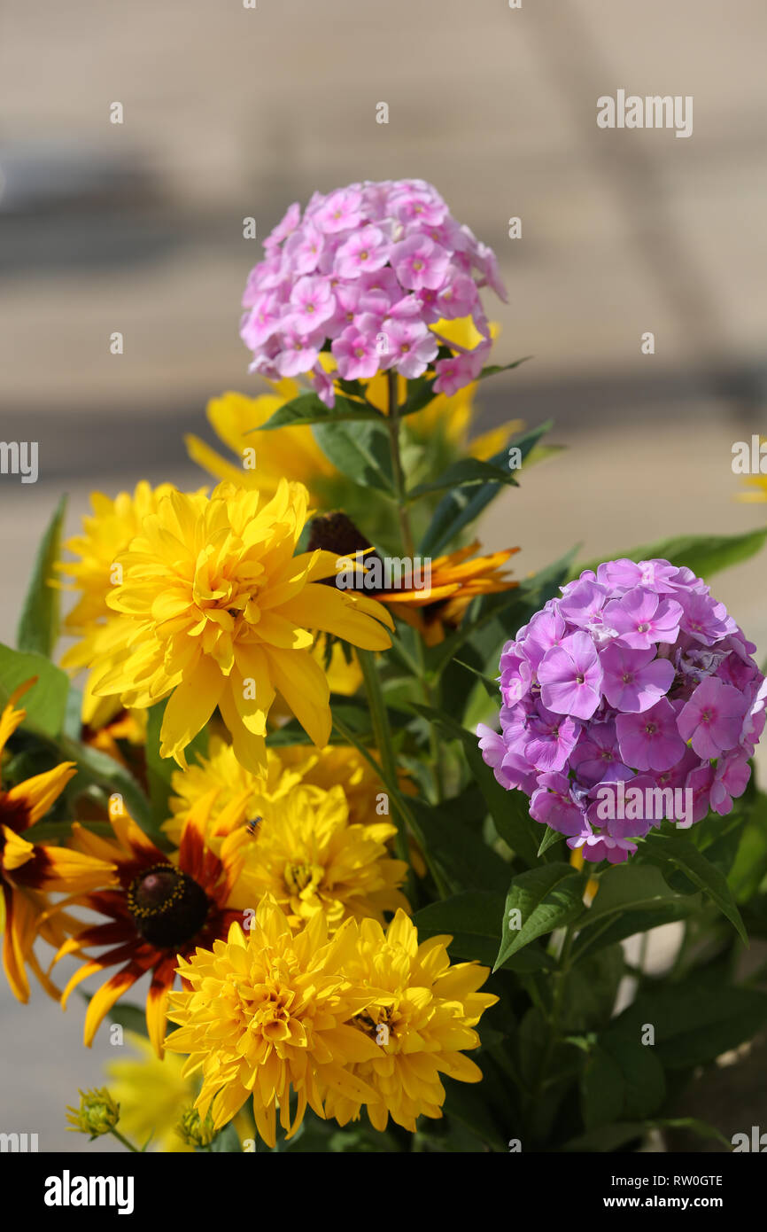 the beautiful bouquet from sunflowers, hydrangeas and chrysanthemums ...