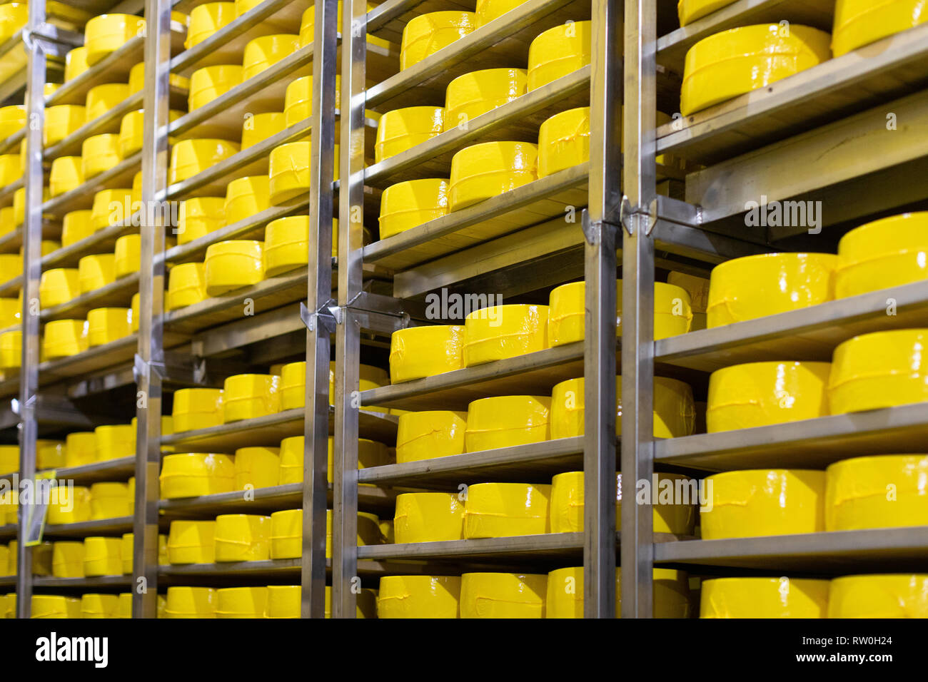 shelves with cheese at a cheese warehouse Close up Stock Photo - Alamy