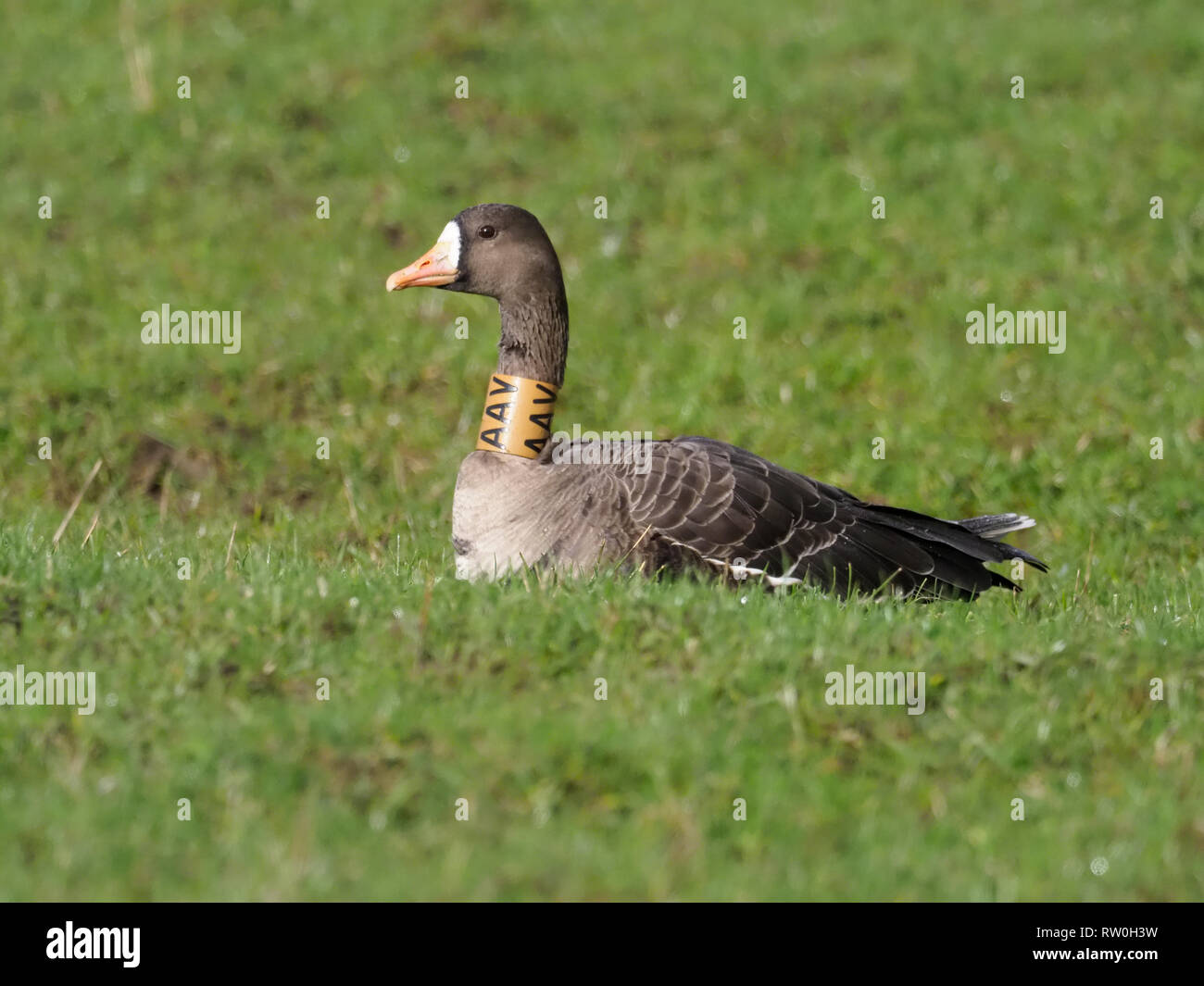 White-fronted goose, Anser albifrons, single bird on grass with neck ...