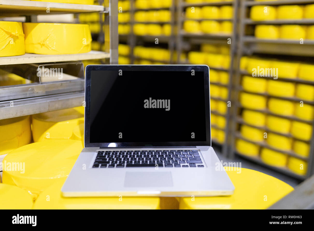 Laptop with blank screen on yellow cheese heads close up. cheese room ...
