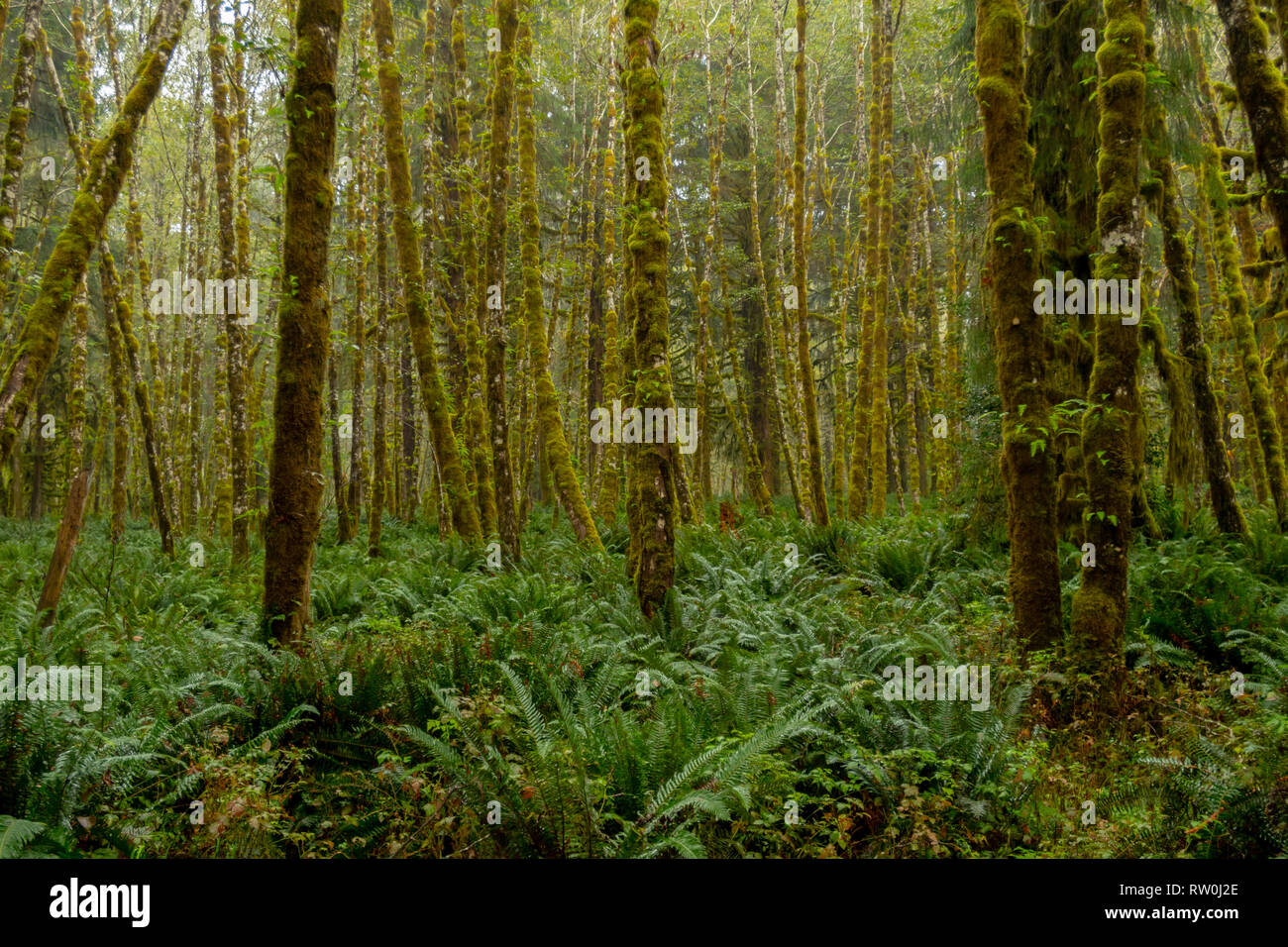 Leaves on ground temperate forest hi-res stock photography and images ...