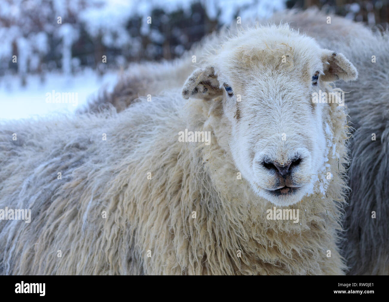 Ewe face hi-res stock photography and images - Alamy