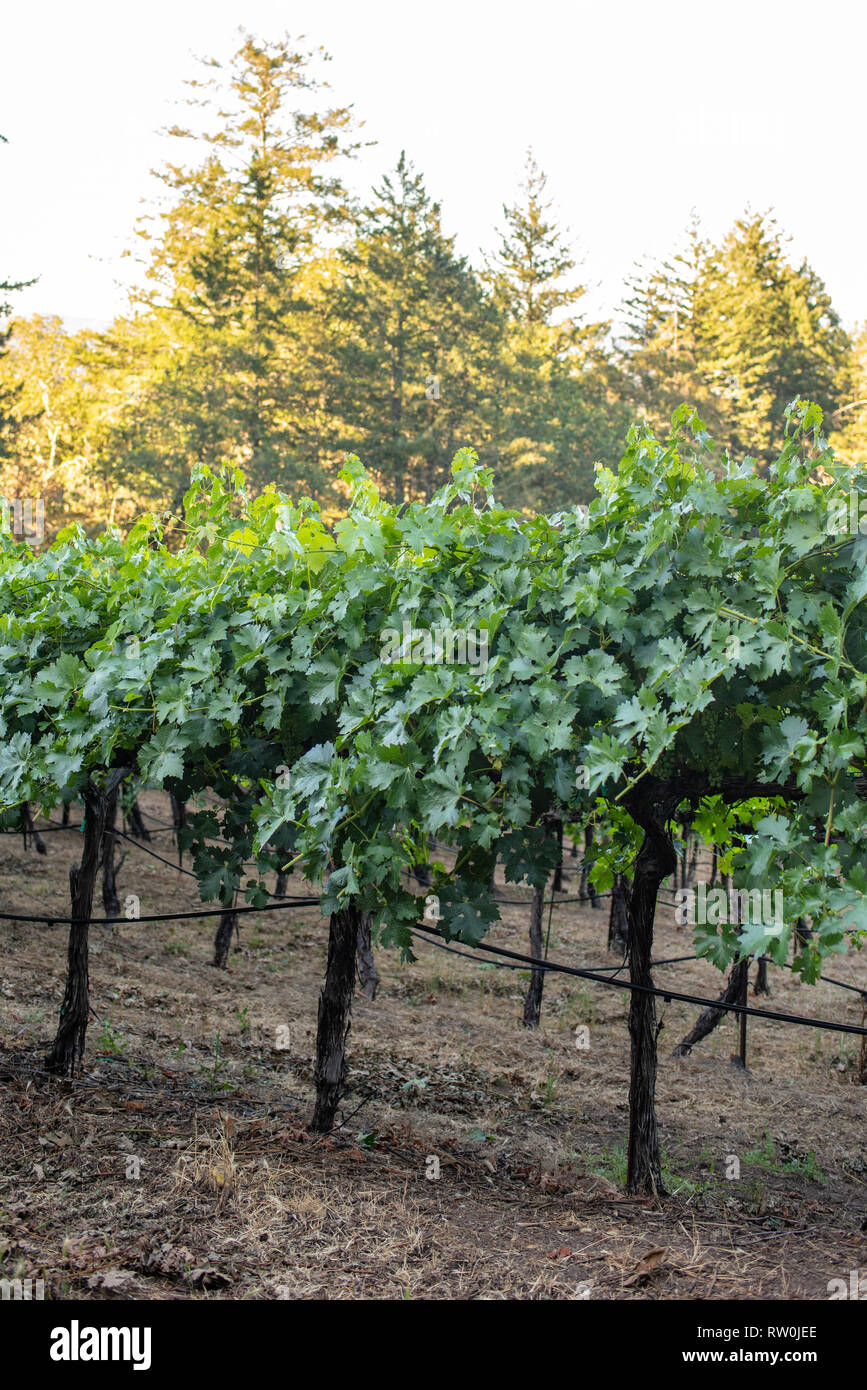 Small, family-owned vineyard is busy producing various forms of wine at ...