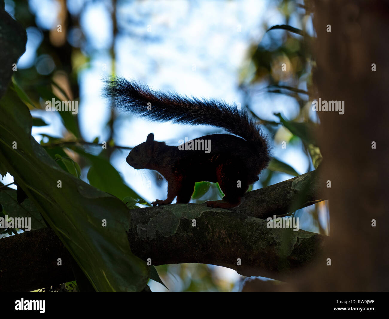 Variegated squirrel Sciurus variegatoides Costa Rica Stock Photo - Alamy