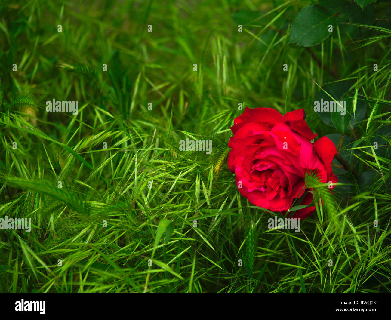 Big red rose enclosed in green plantery. Vibrant spring image Stock ...
