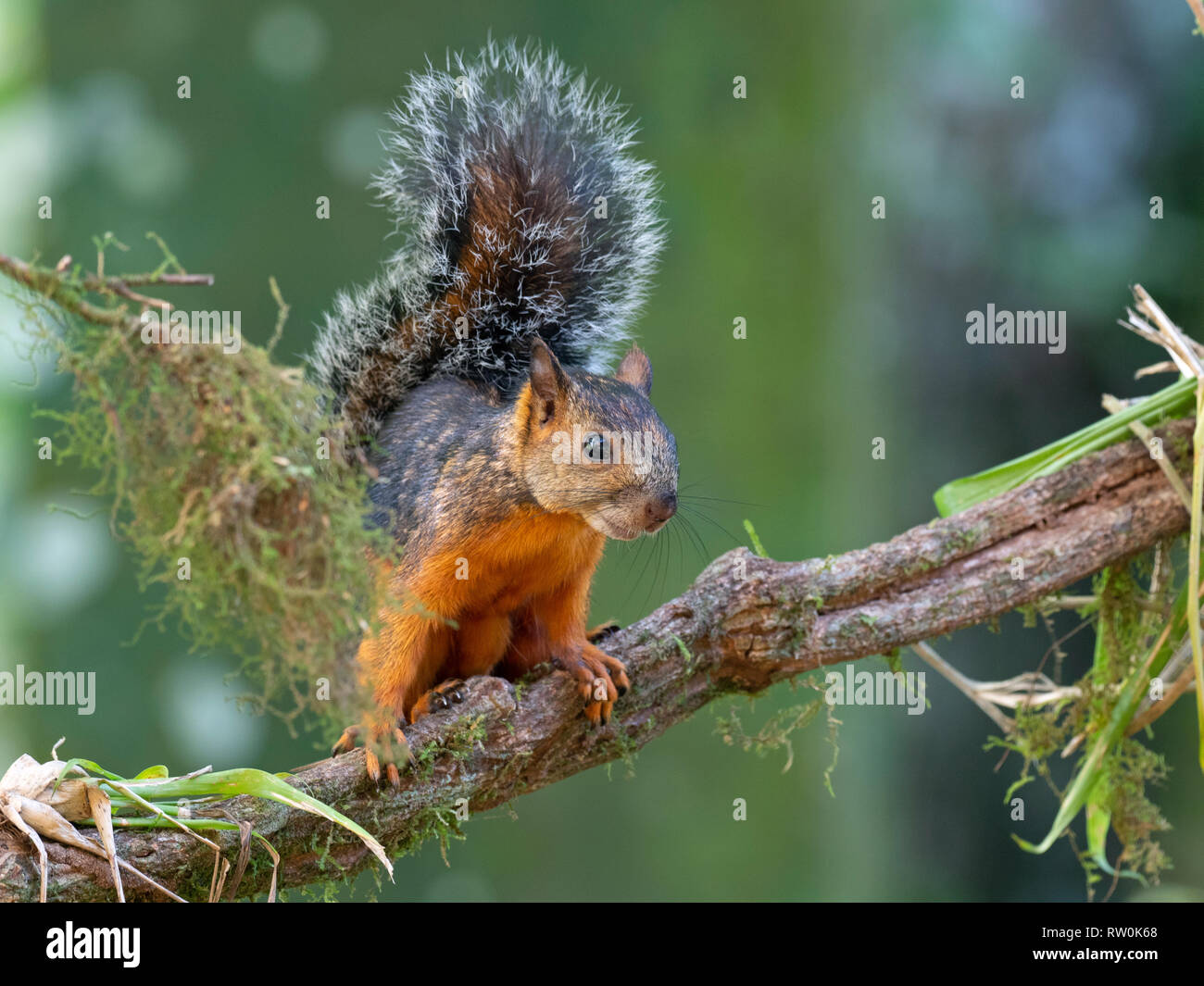 Variegated squirrel Sciurus variegatoides Costa Rica Stock Photo - Alamy