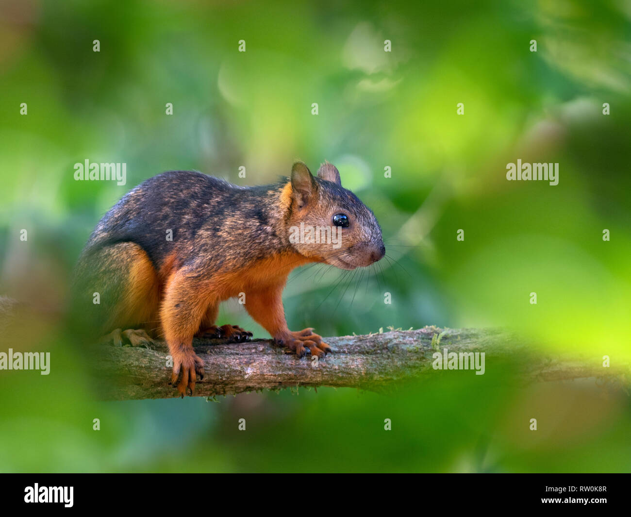 Variegated squirrel Sciurus variegatoides Costa Rica Stock Photo - Alamy