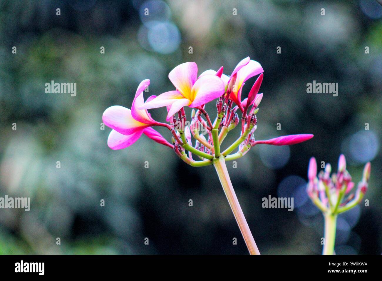 Flower of Bangladesh. Blur Background Flower Stock Photo - Alamy