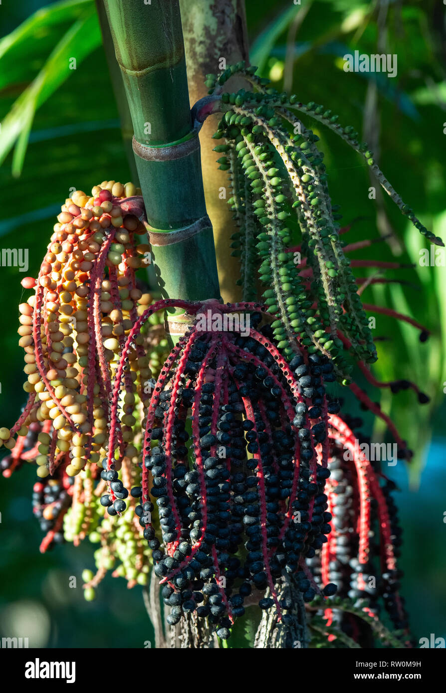 Long strings of round yellow, green, and red fruit balls hang from a ...