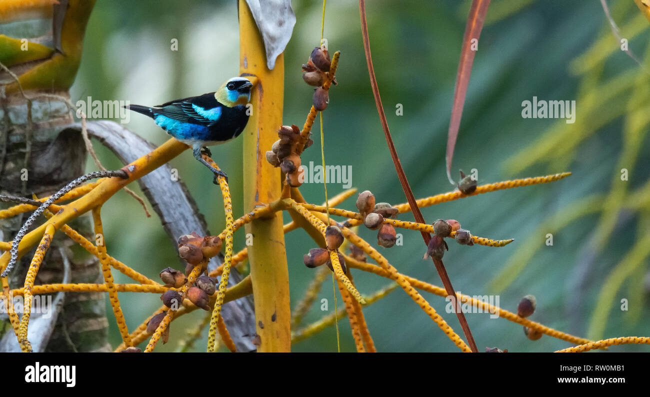 Blue yellow tanager hi-res stock photography and images - Alamy